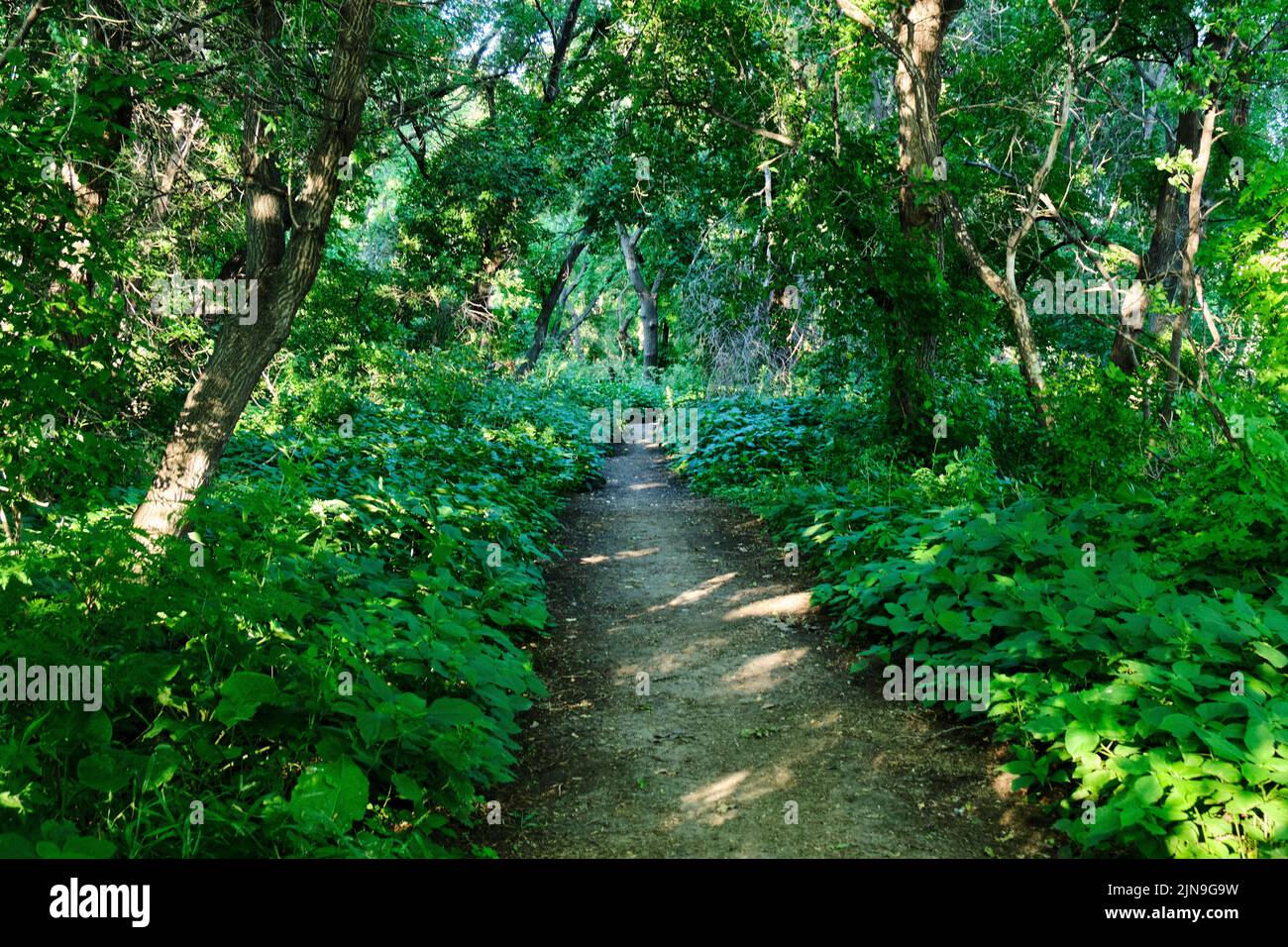 A single path going through a heavily wooded area Stock Photo - Alamy