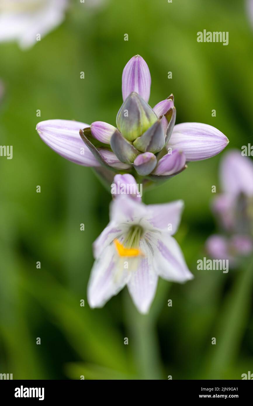 Purple hosta hi-res stock photography and images - Alamy