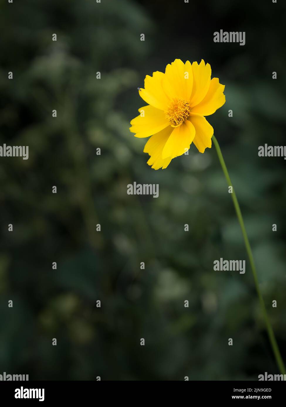 Close-up yellow flower of lance-leaved coreopsis or Coreopsis ...