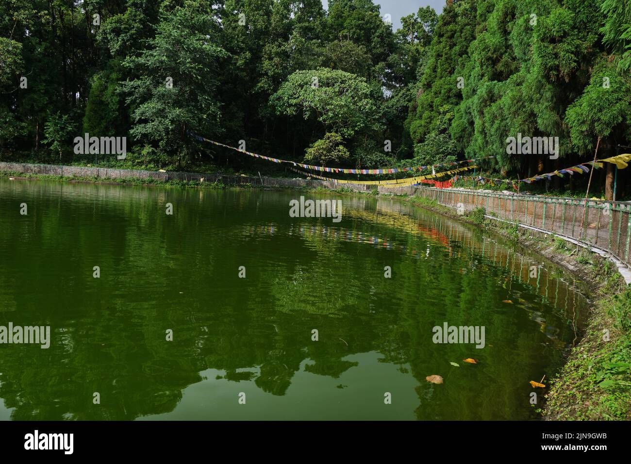 State tree of sikkim hi-res stock photography and images - Alamy