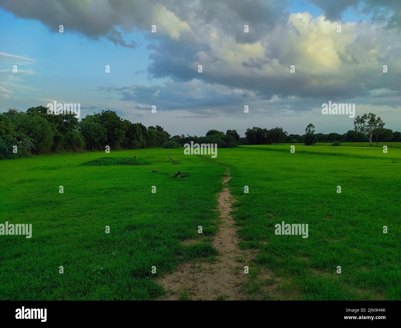 A Beautiful Shot Of Indian Village Rural Road, Forest Plant Tree And ...