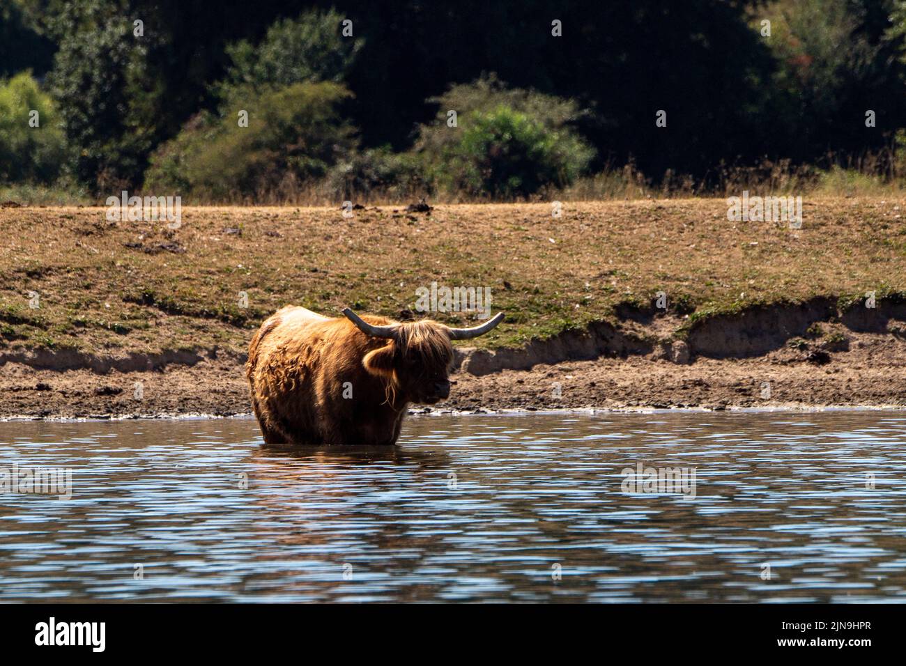 Cookham Commons, Berkshire, UK. 10th August 2022. Cattle cooling off in ...