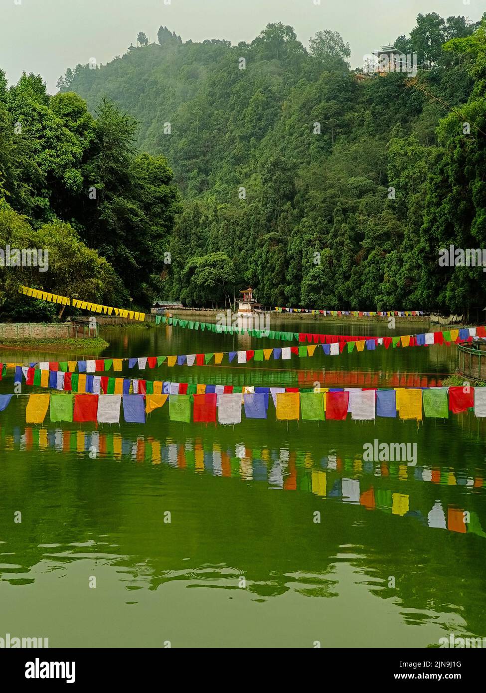 Sikkim tree hi-res stock photography and images - Alamy