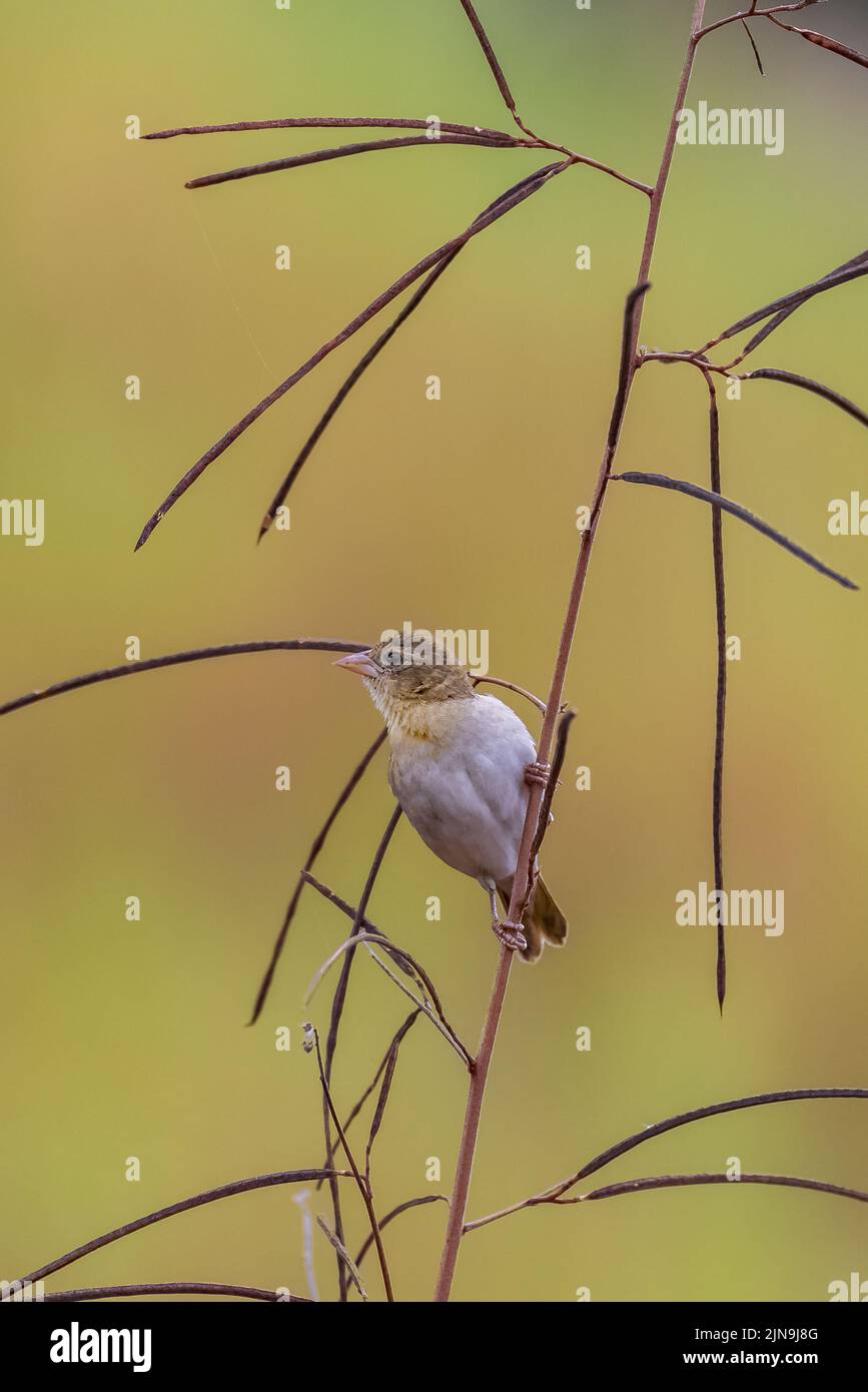 Principe Seedeater, endemic bird from Sao Tome and Principe, Serinus ...