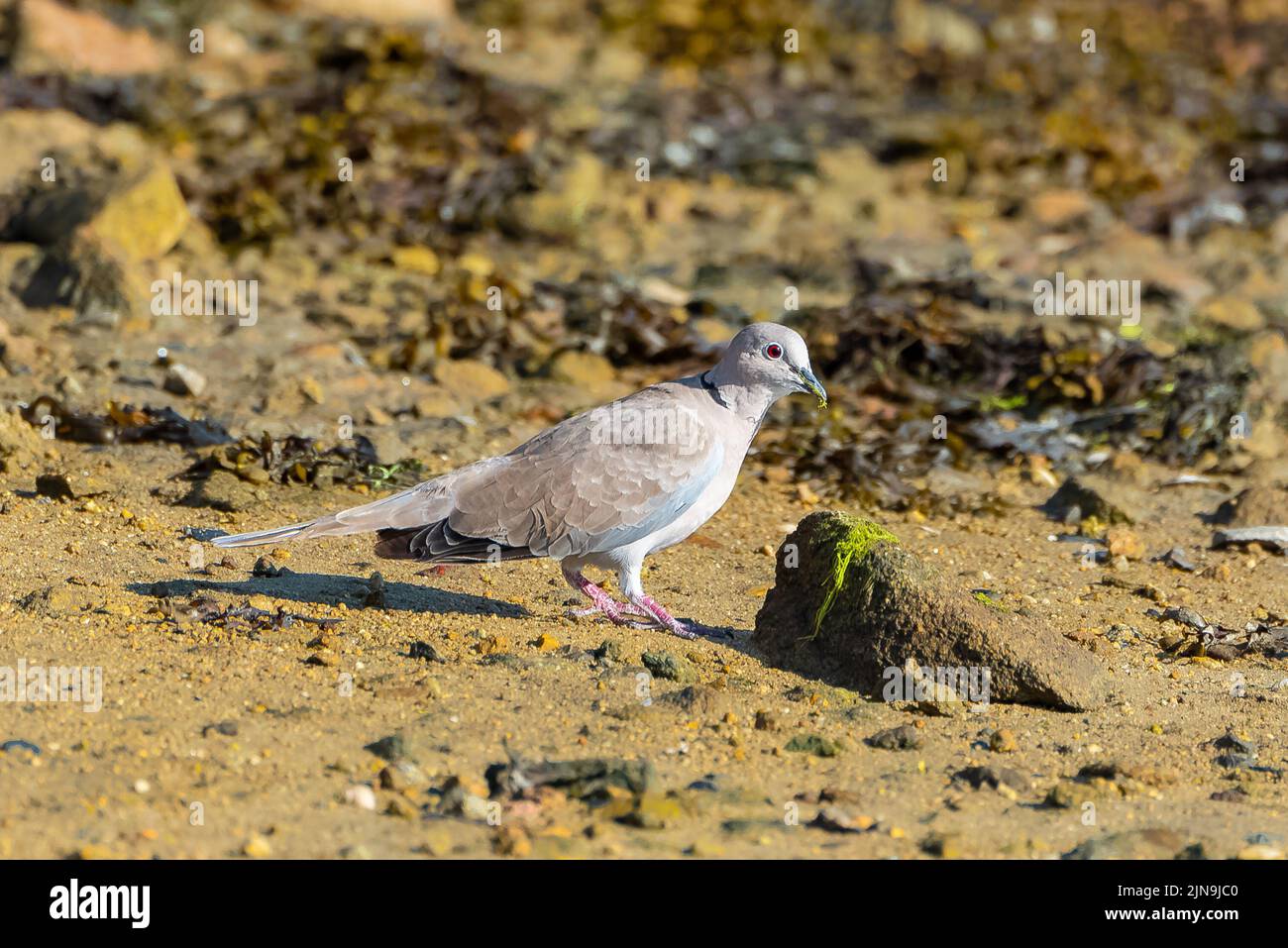Eurasian Collared Dove, Streptopelia decaocto, dove eating on the beach ...
