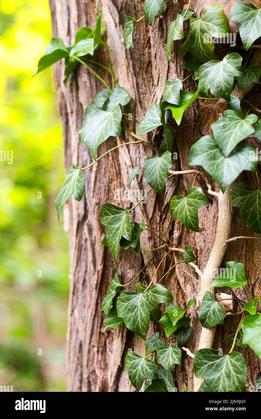 A vertical shot of green common ivy leaves on brown cracked trunk Stock ...