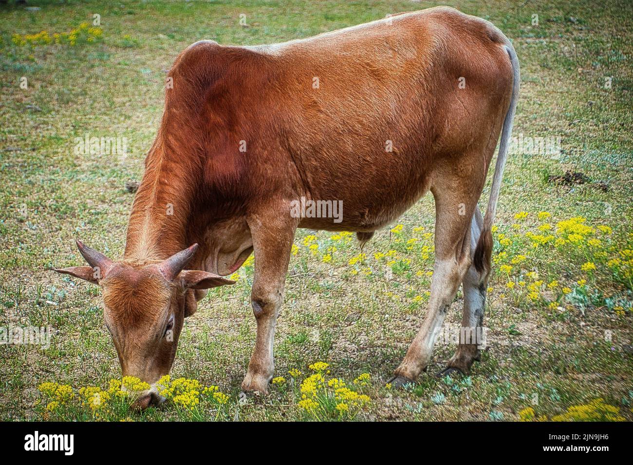 Vechur cattle hi-res stock photography and images - Alamy