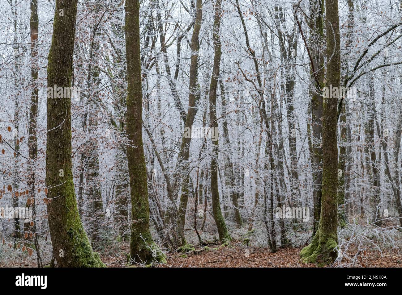 France, Cher, Berry, Morogues, Foret de la Borne, Borne forest in ...