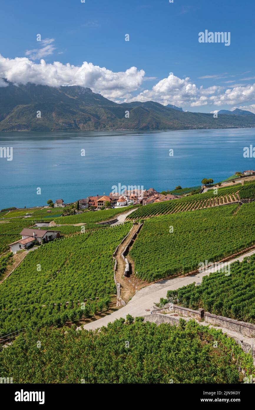 Vignoble en terrasses du Lavaux, patrimoine mondial de l'UNESCO, Canton ...