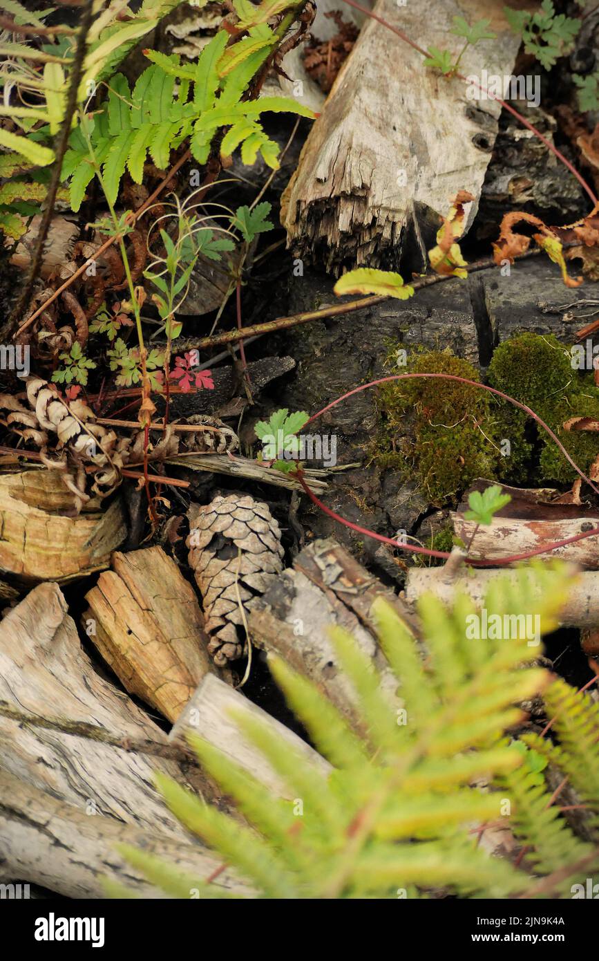 Pune cone hi-res stock photography and images - Alamy