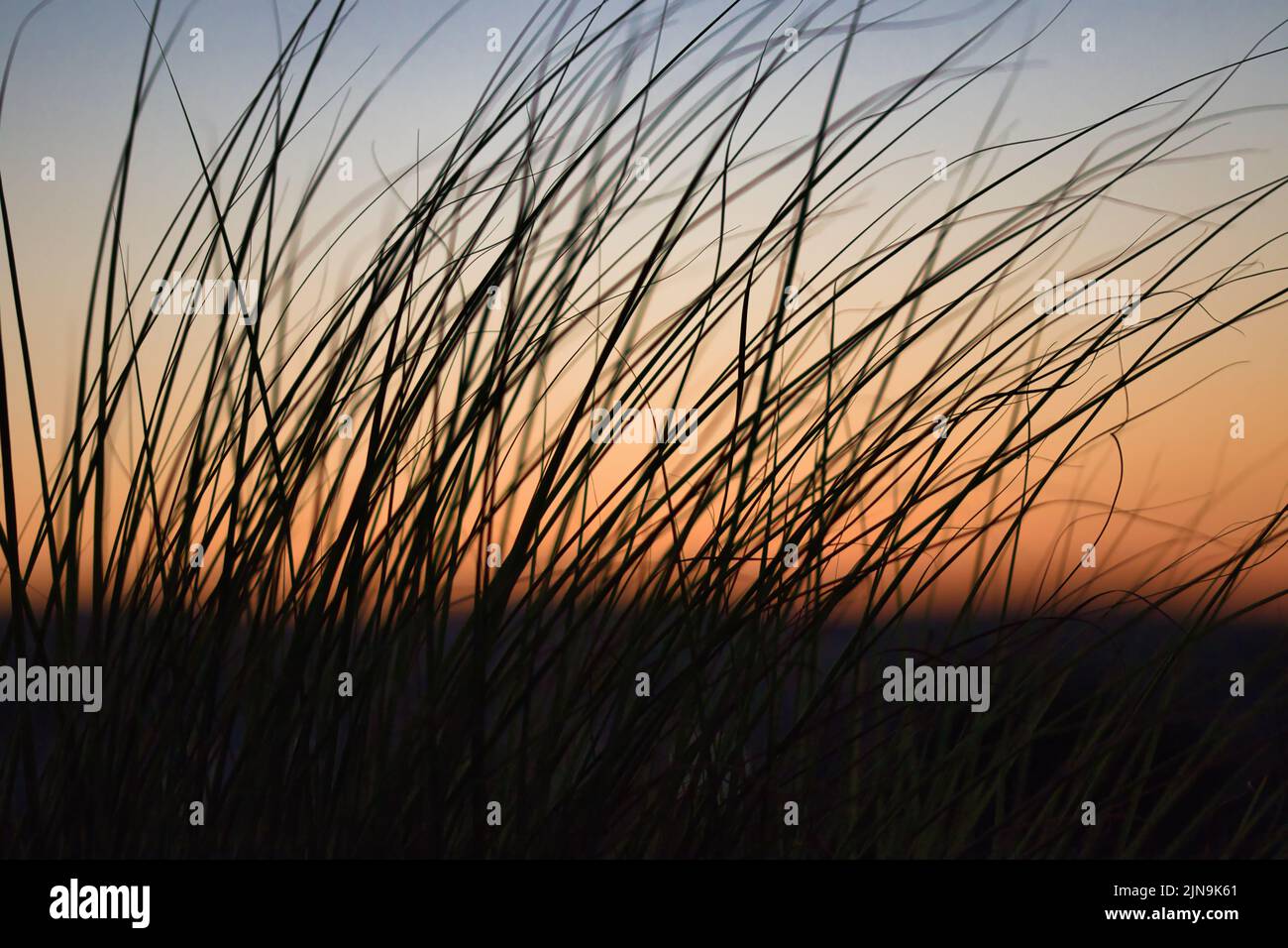 Reeds bending in wind hi-res stock photography and images - Alamy