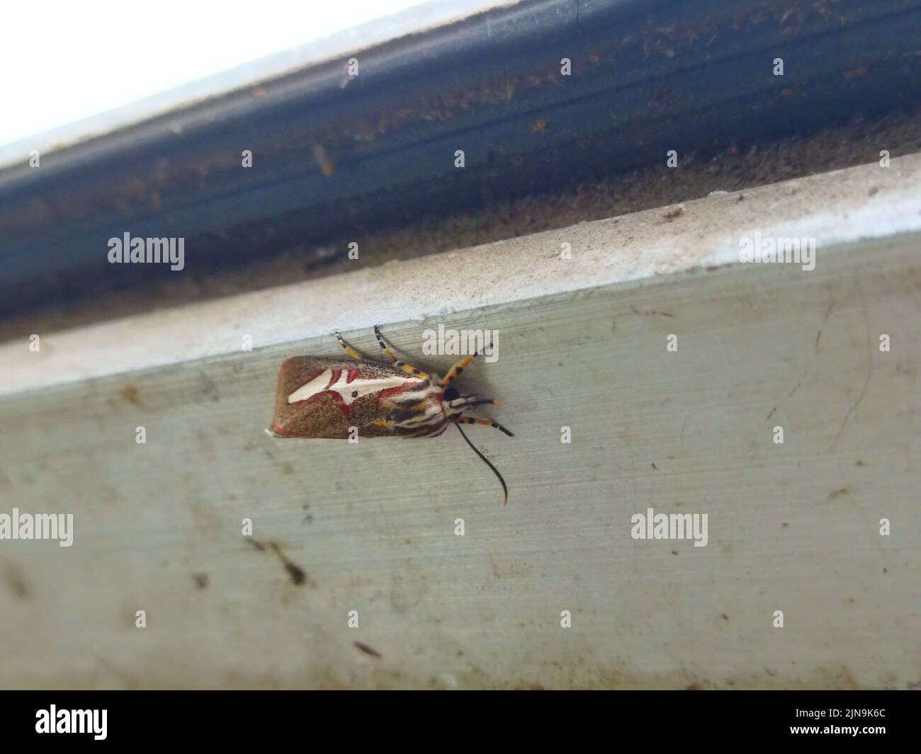 Inches bug hi-res stock photography and images - Alamy
