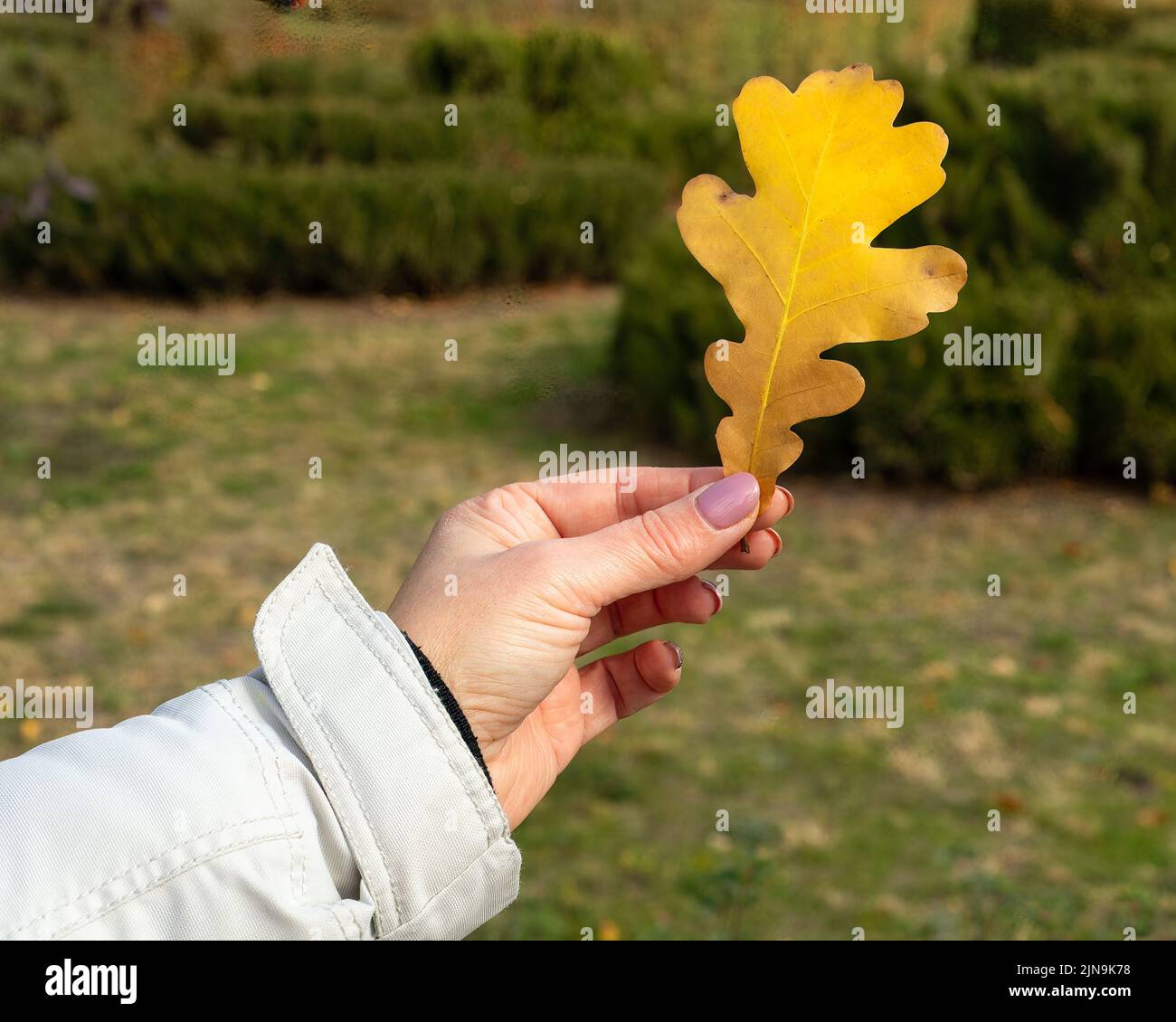 Oak tree theme hi-res stock photography and images - Alamy