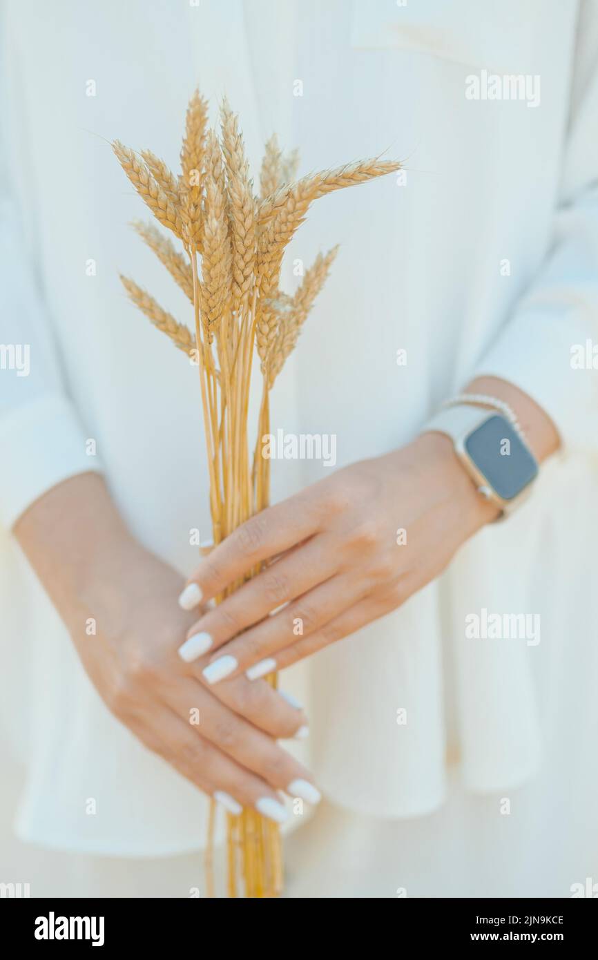 Female hands holding small bunch of gold wheat spikes Stock Photo - Alamy