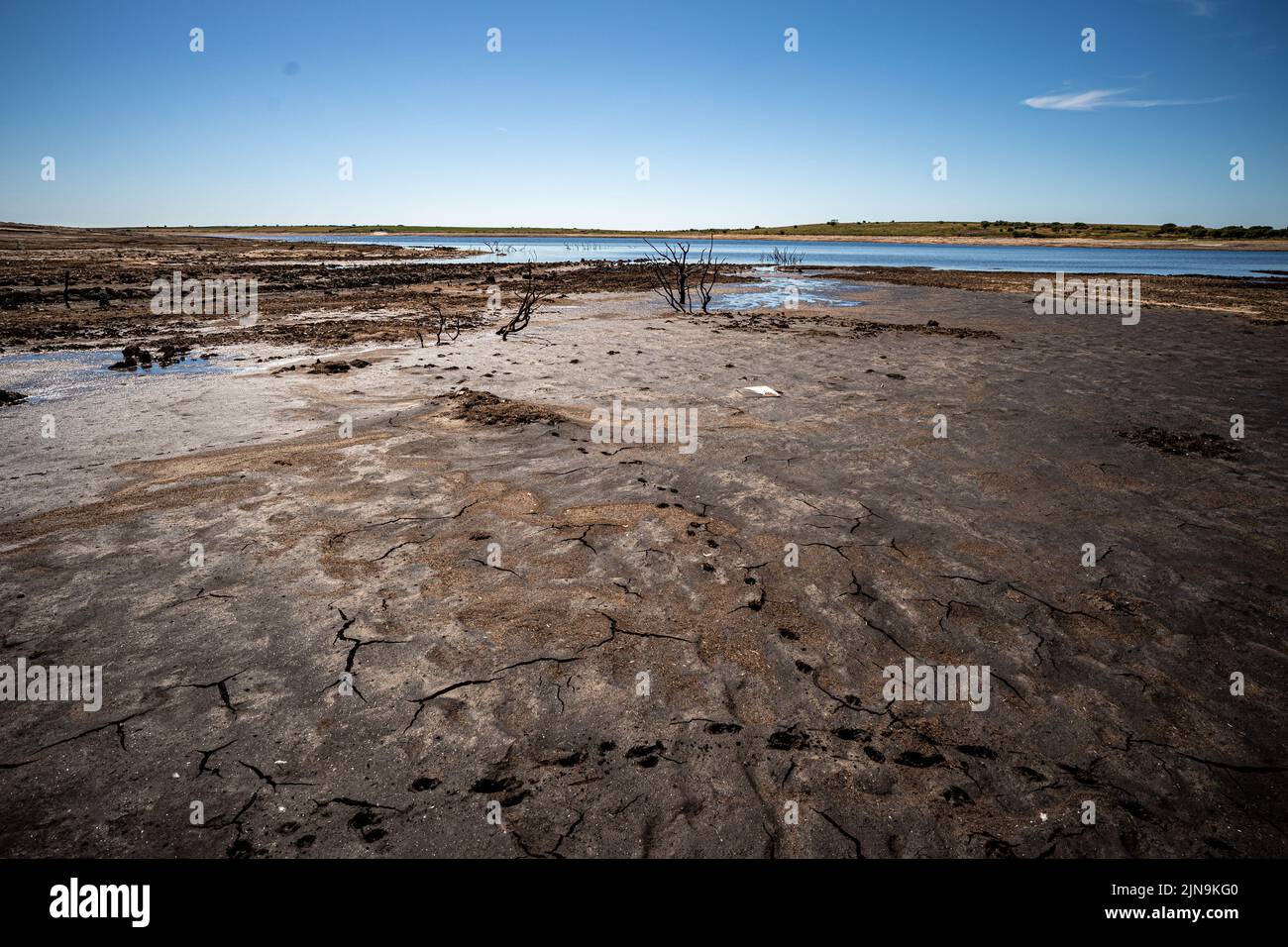 Dried mud and old trees at Colliford Lake, where water levels have ...