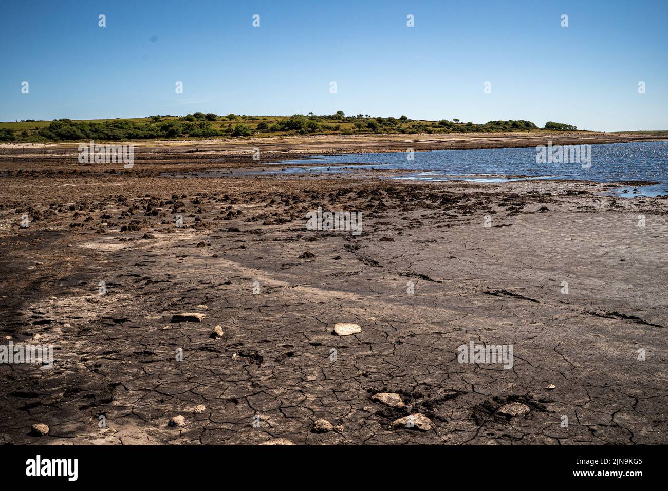 Colliford lake old trees by the water hi-res stock photography and ...