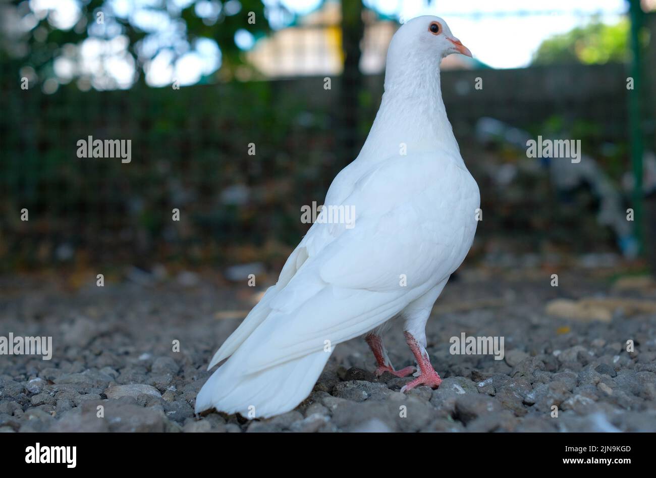 White pigeon - Close up detail of White Pigeon. Pigeon isolated Stock ...