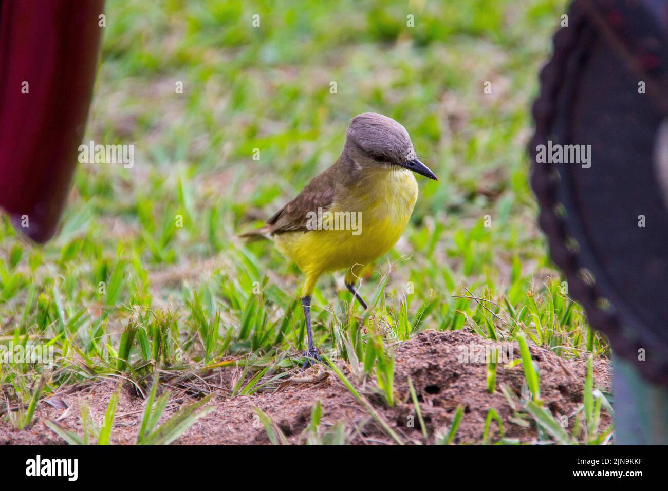 I saw you very popular brazilian bird Stock Photo - Alamy