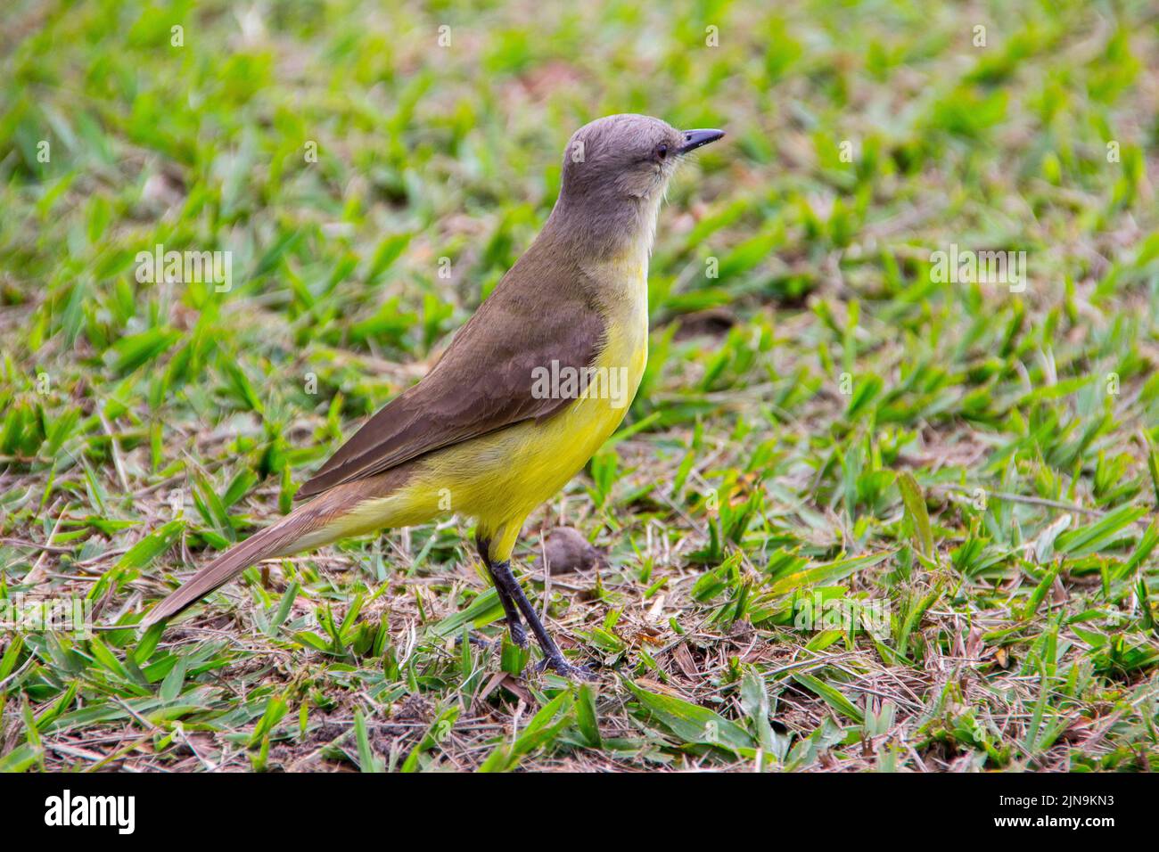 I saw you very popular brazilian bird Stock Photo - Alamy