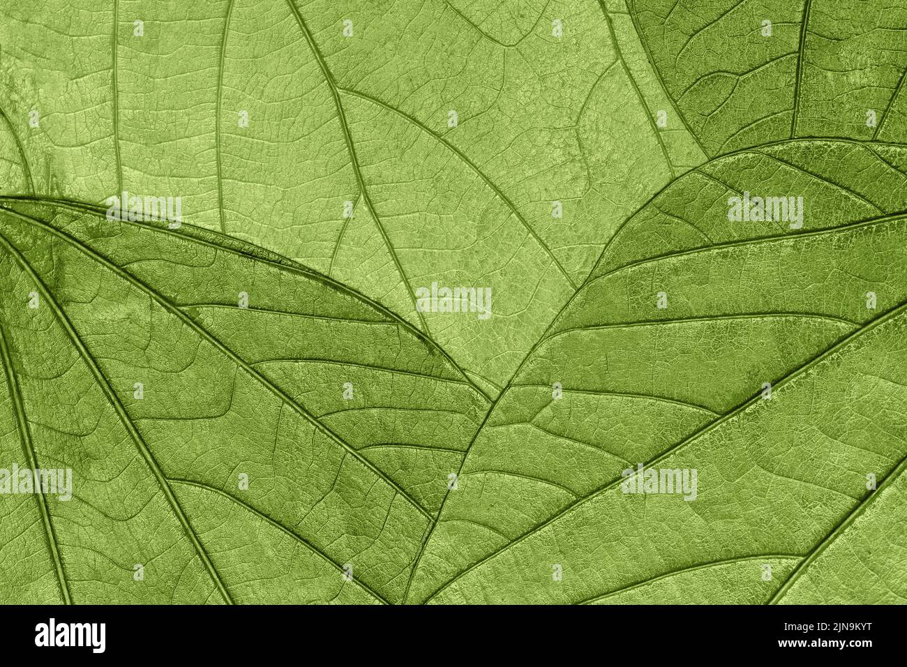 Texture of dry green organic leaves background, macro. Structure of ...