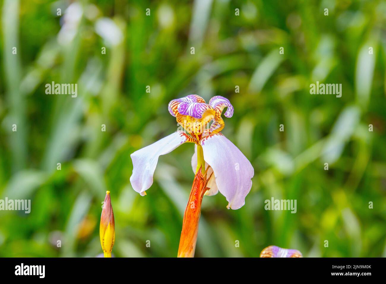 plant known as false iris Stock Photo - Alamy