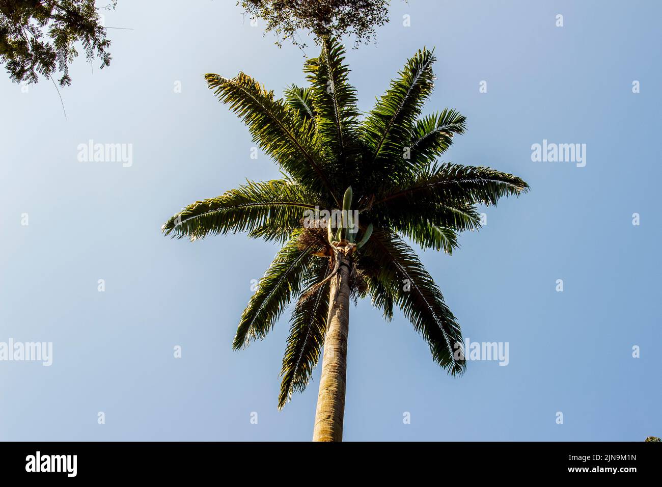 Royal palm tree hi-res stock photography and images - Alamy