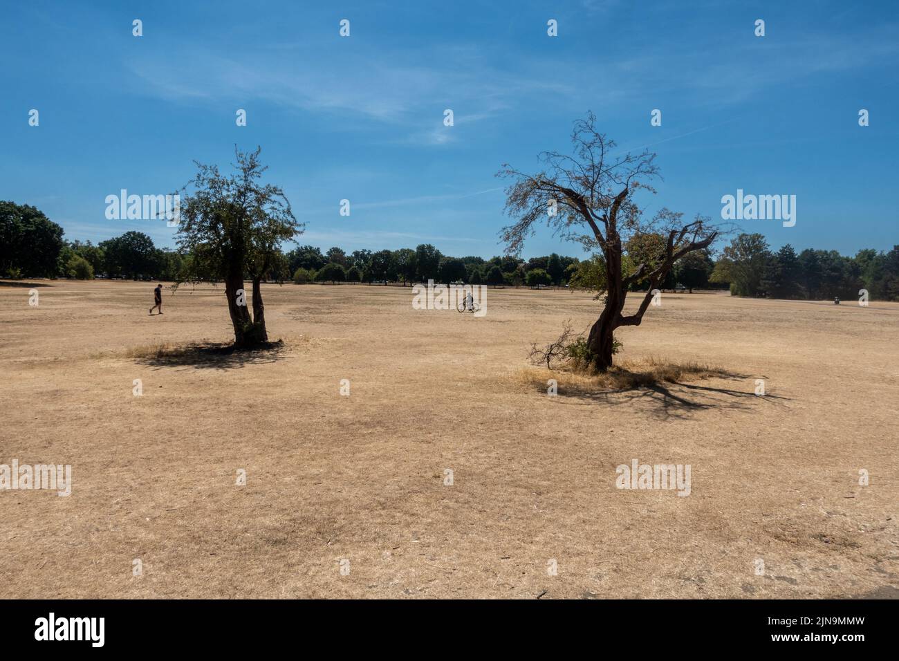 Drought on Tooting Common London Stock Photo - Alamy