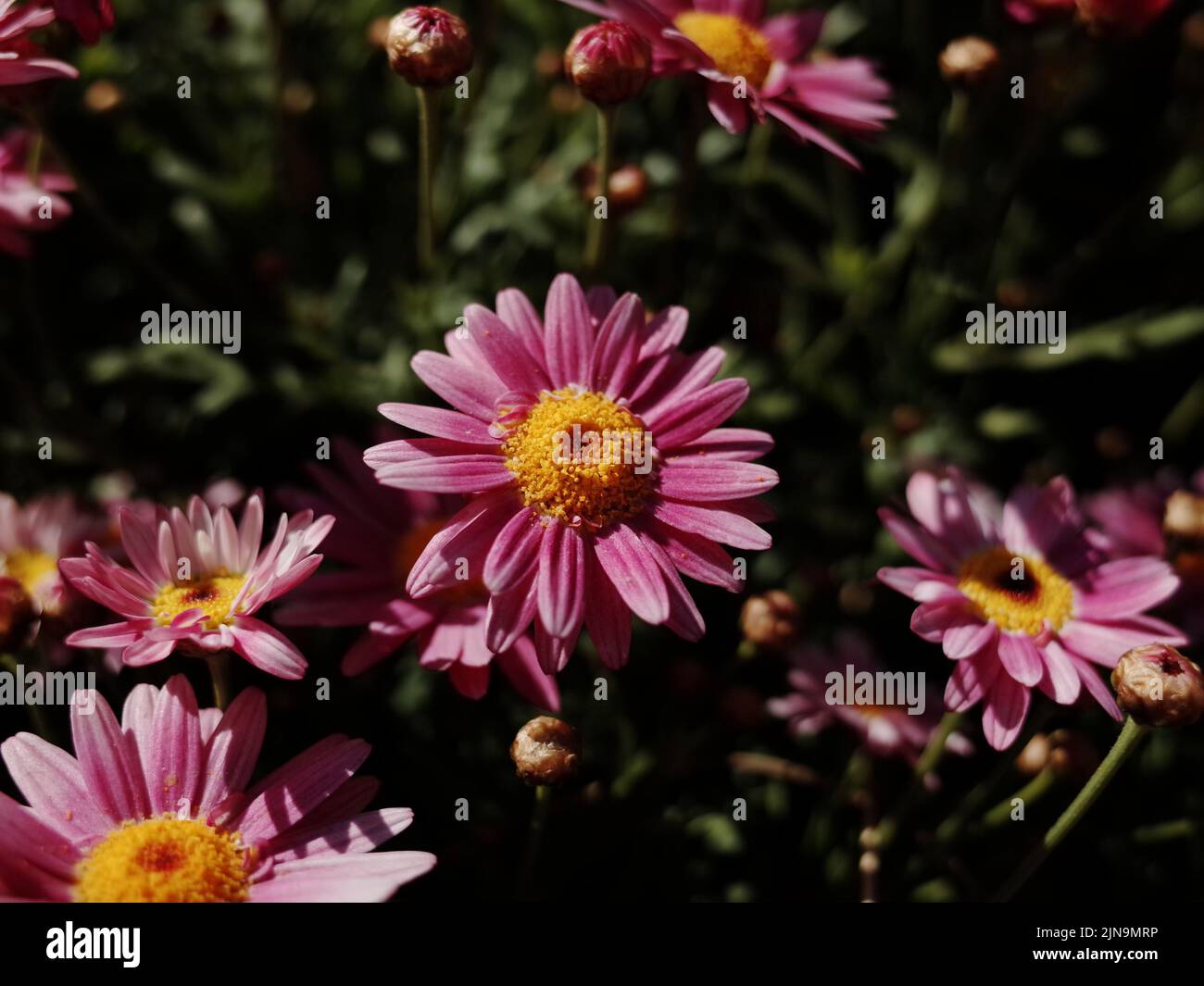 Pink marguerite daisy flowers and blossoms under the sunlight, mircro ...