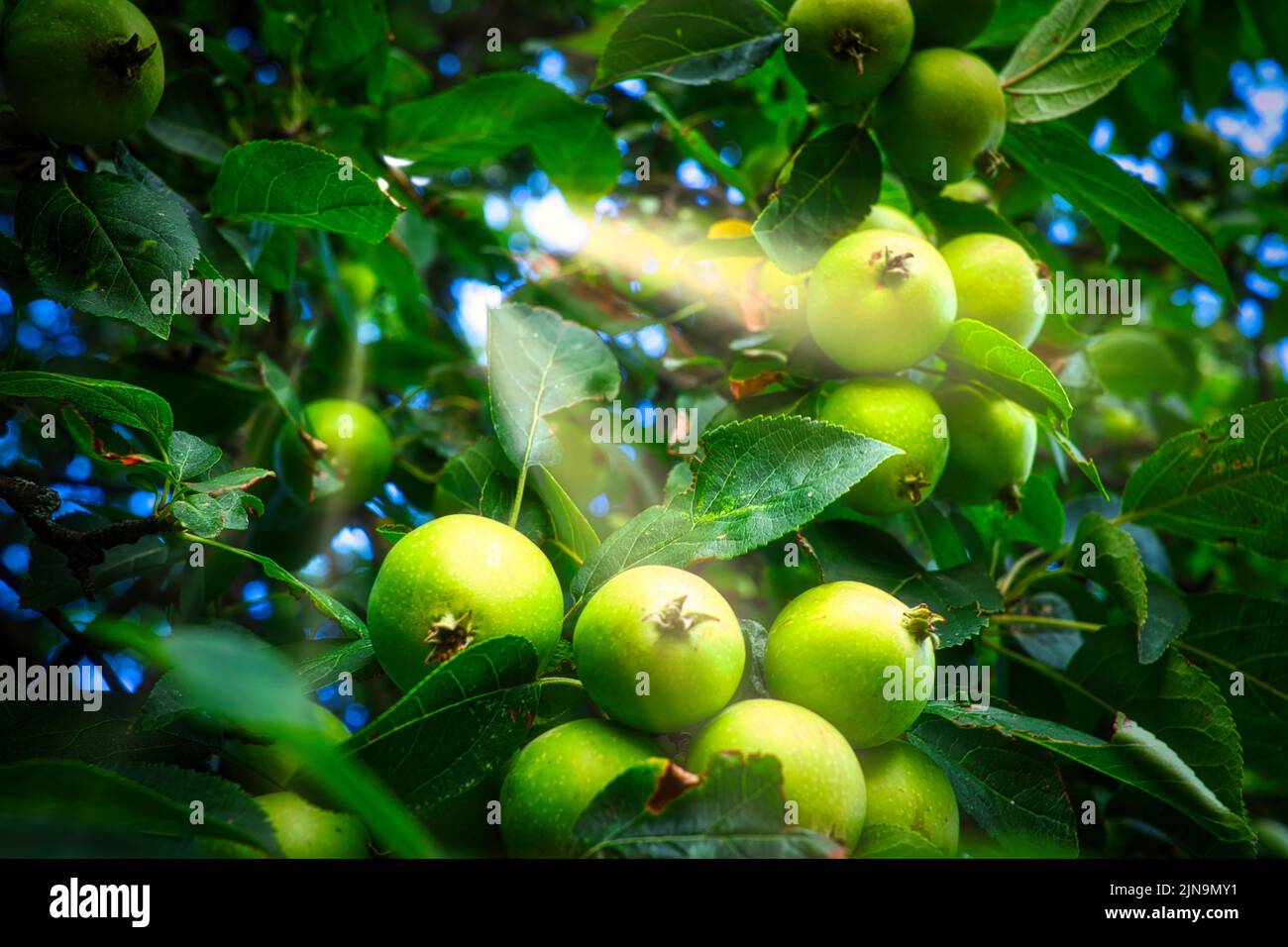 The sun rays coming through green apple tree with harvest Stock Photo ...