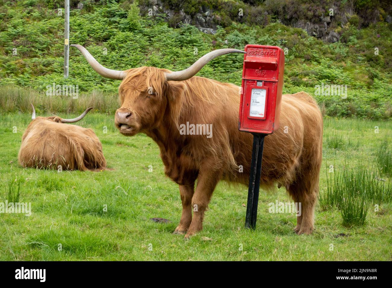 Highland Cattle by Royal Mail box Stock Photo - Alamy