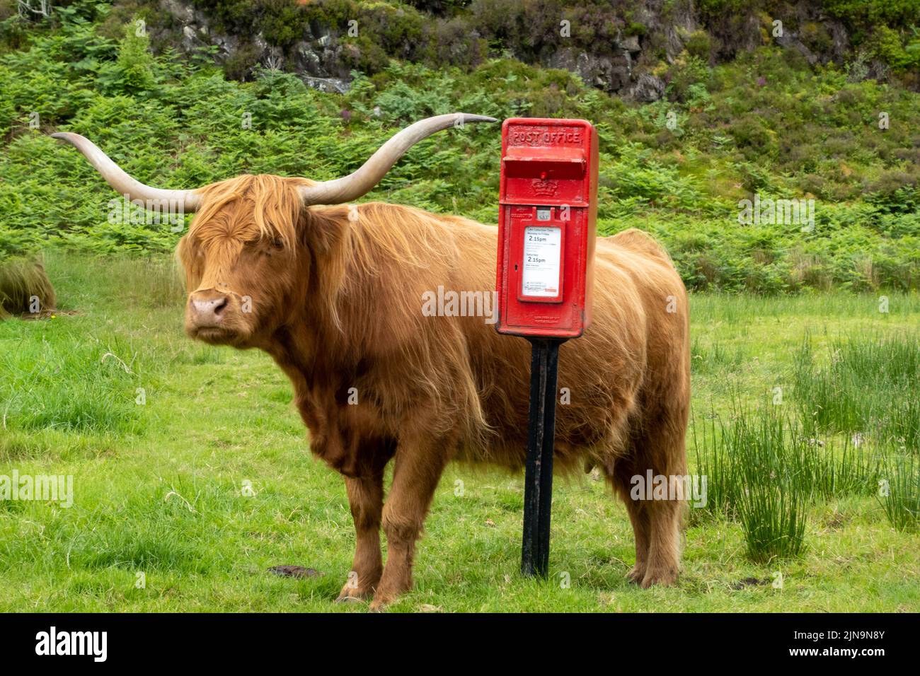 Highland Cattle by Royal Mail box Stock Photo - Alamy