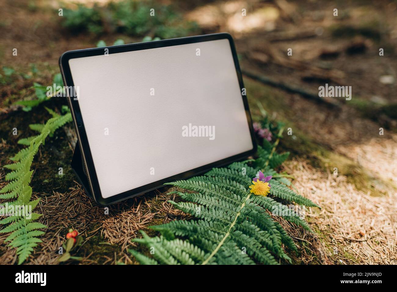 Tablet mockup on the background of nature in the forest. Workplace in ...