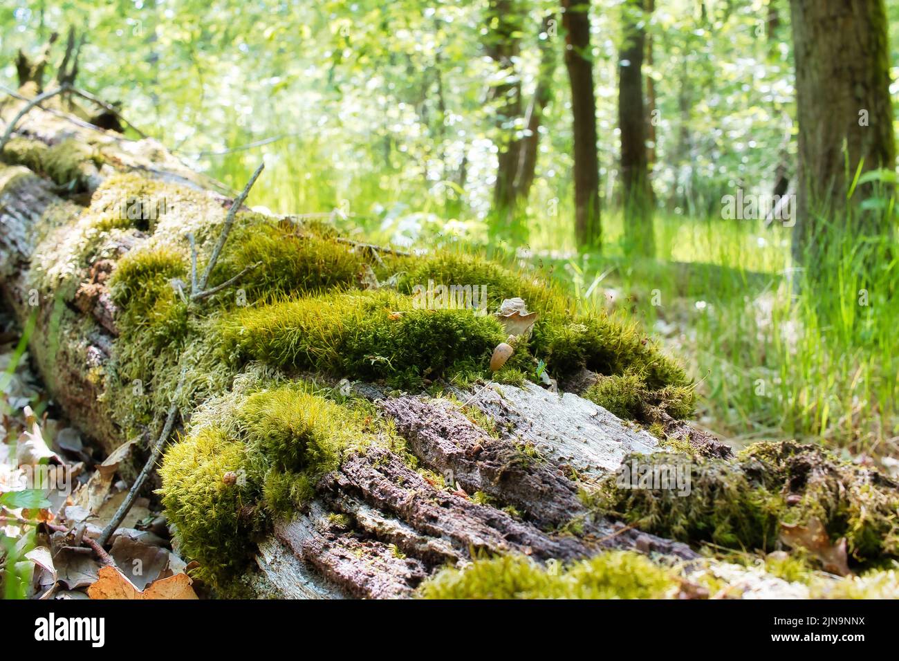 Moss on fallen old tree hi-res stock photography and images - Alamy