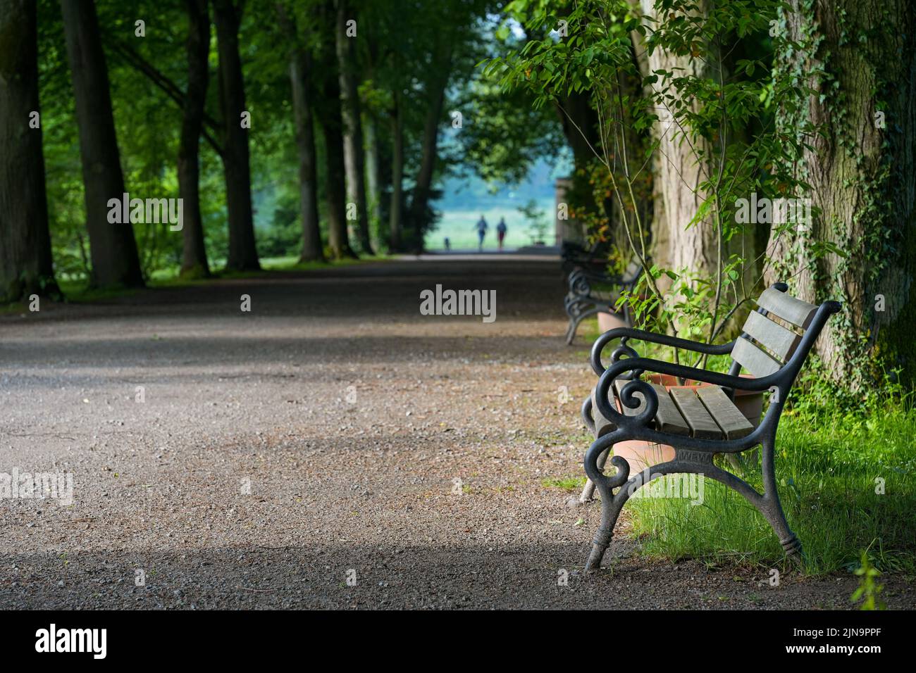 An old empty bench in a park used for resting, surrounded by trees and ...