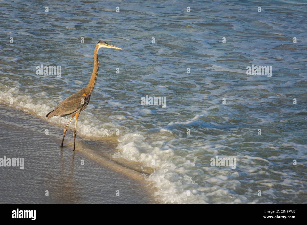 Miami and south beach and wildlife hi-res stock photography and images ...