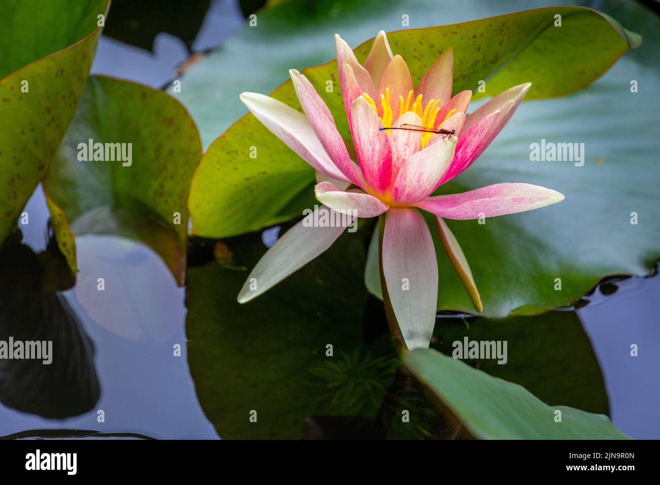 Close-up of Lily water in a bloom and pond garden leaf, Giverny, France ...