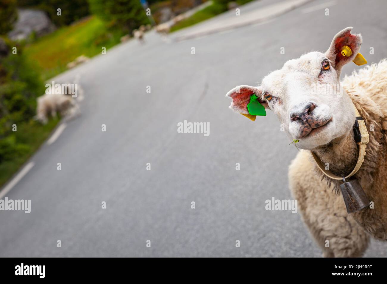 Sheep looking in to camera hi-res stock photography and images - Alamy