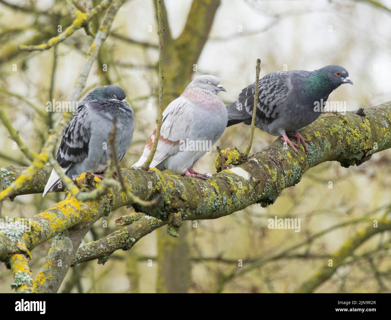 Pigeons uk hi-res stock photography and images - Alamy