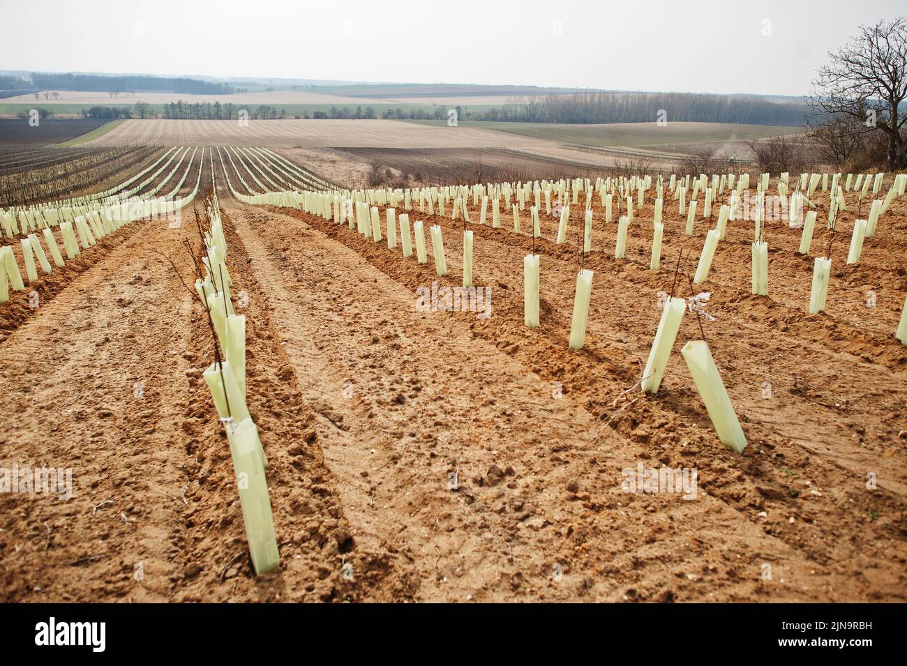 Fields with vineyards in early spring at South Moravia, Czech Republic ...