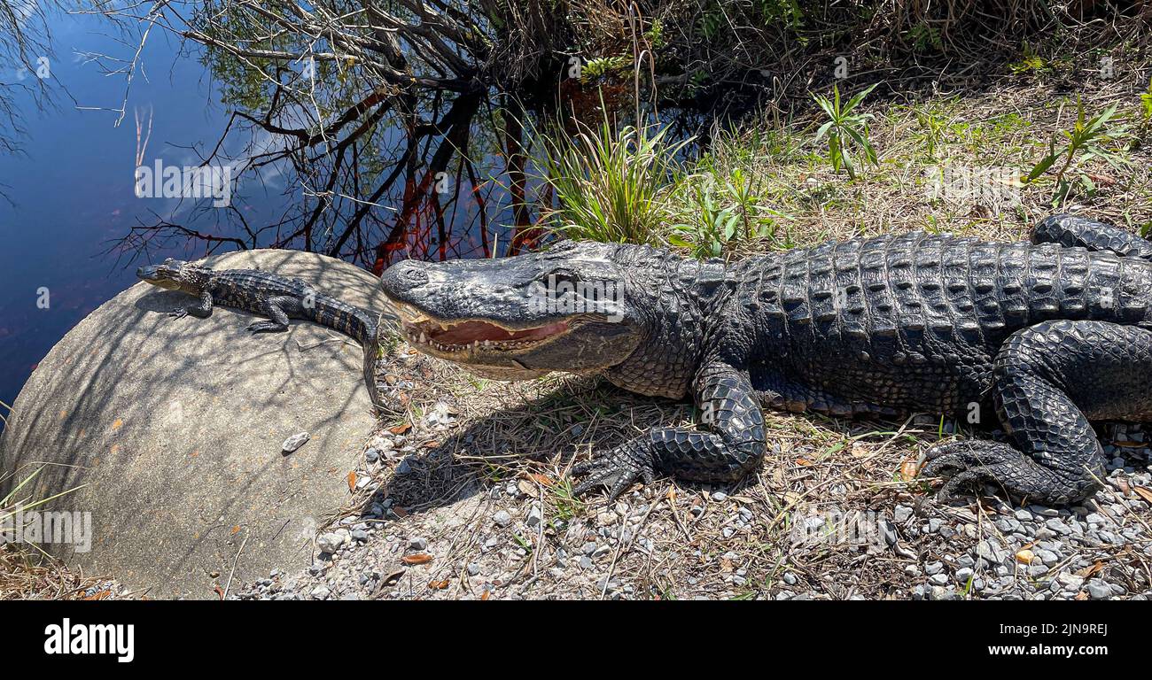 An adult alligator and her baby in the wild, seen at Gulf State Park in ...