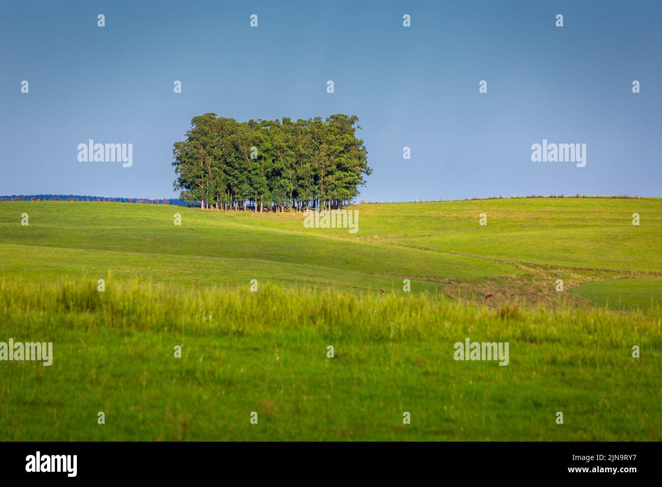 Tree area and pampa meadows in Rio Grande do Sul state, southern Brazil ...