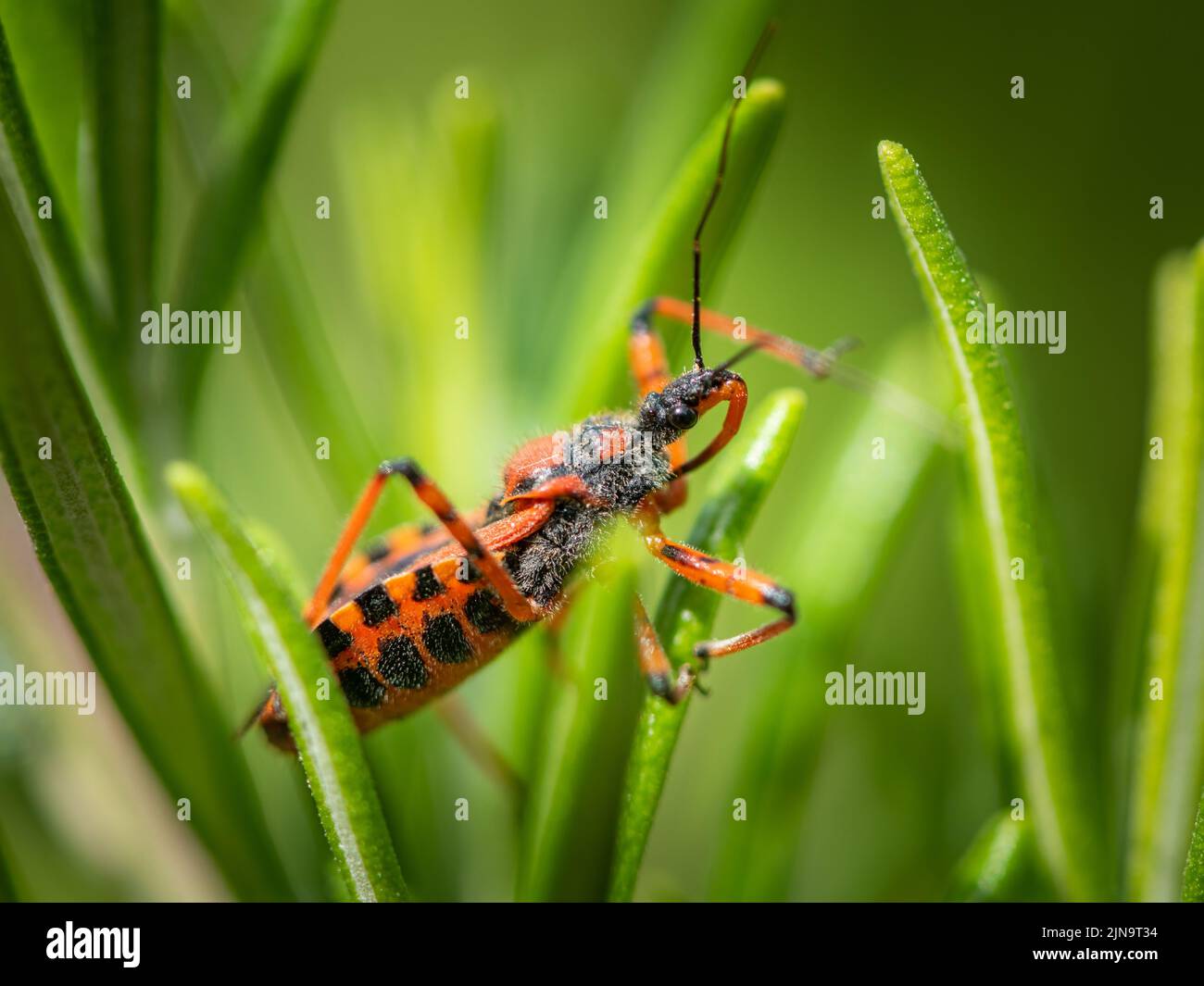 An adult red black assassin and thread-legged bug (Rhynocoris iracundus ...