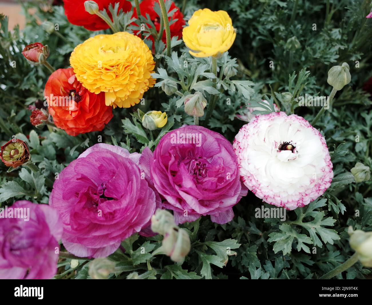 Ranunculus, Persian buttercups of various colors gathered in a bunch ...