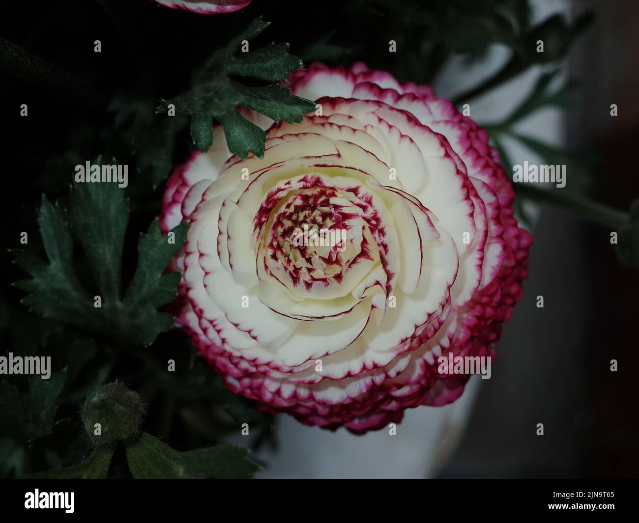 Closeup purple persian buttercup flower hi-res stock photography and ...