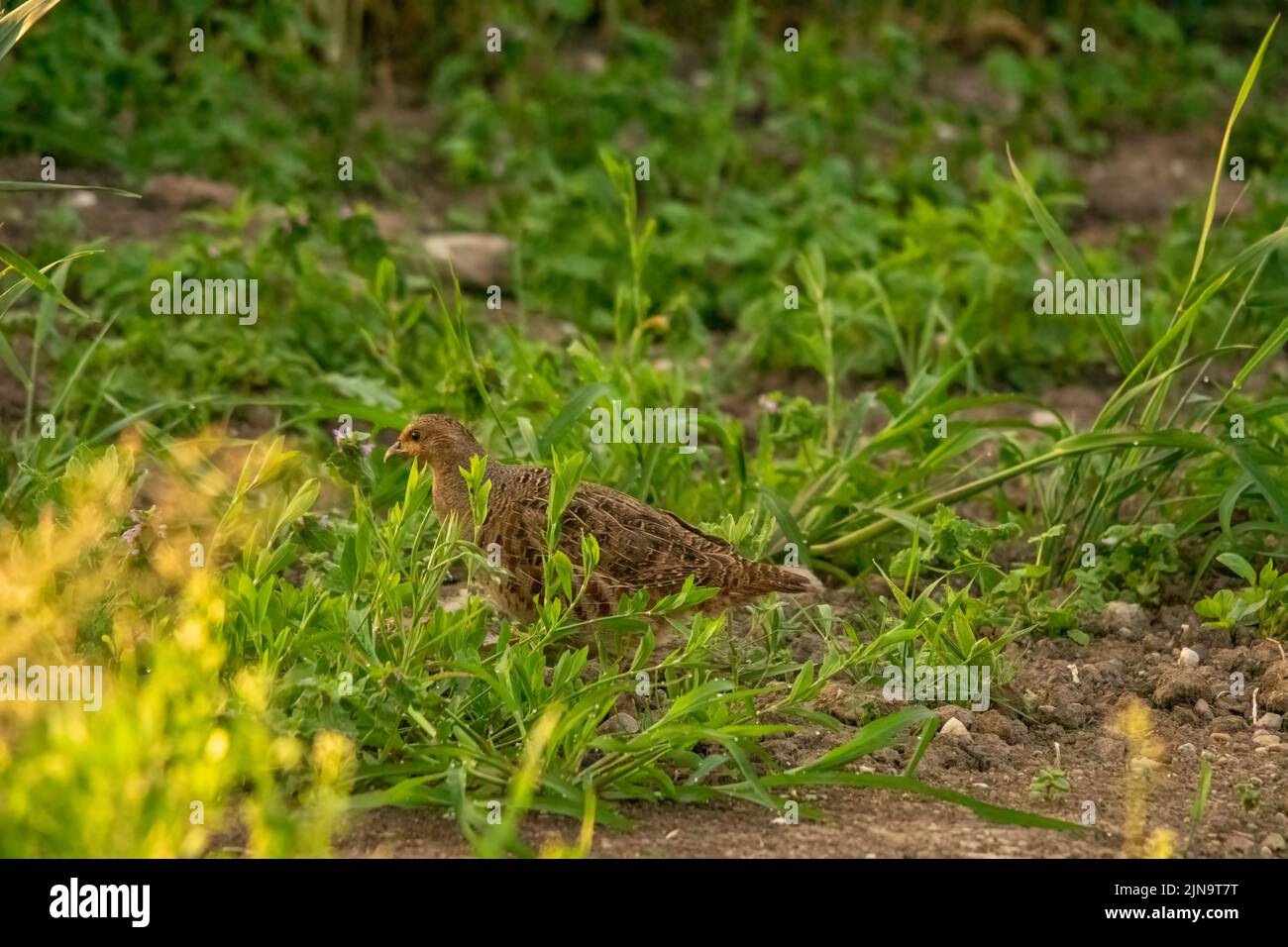 A gray-legged partridge surrounded by fresh greenery and plants in a ...