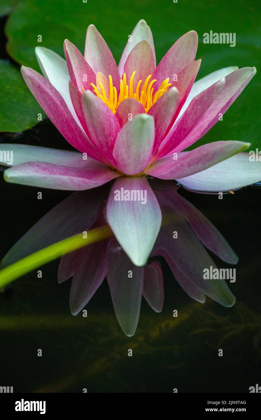 Close-up of Lily water in a bloom and pond garden leaf, Giverny, France ...