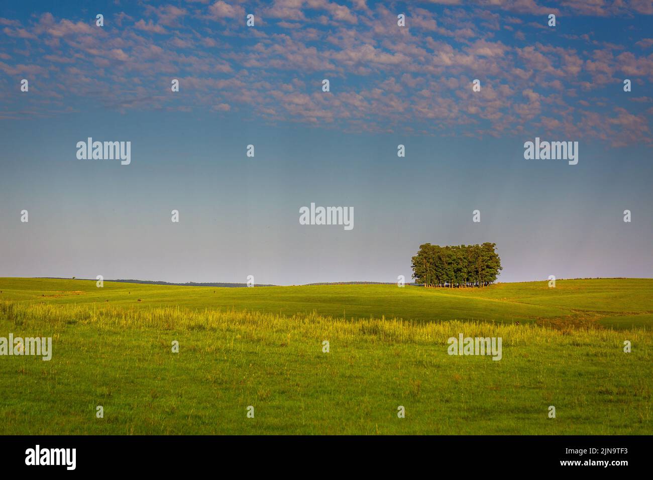 Tree area and pampa meadows in Rio Grande do Sul state, southern Brazil ...