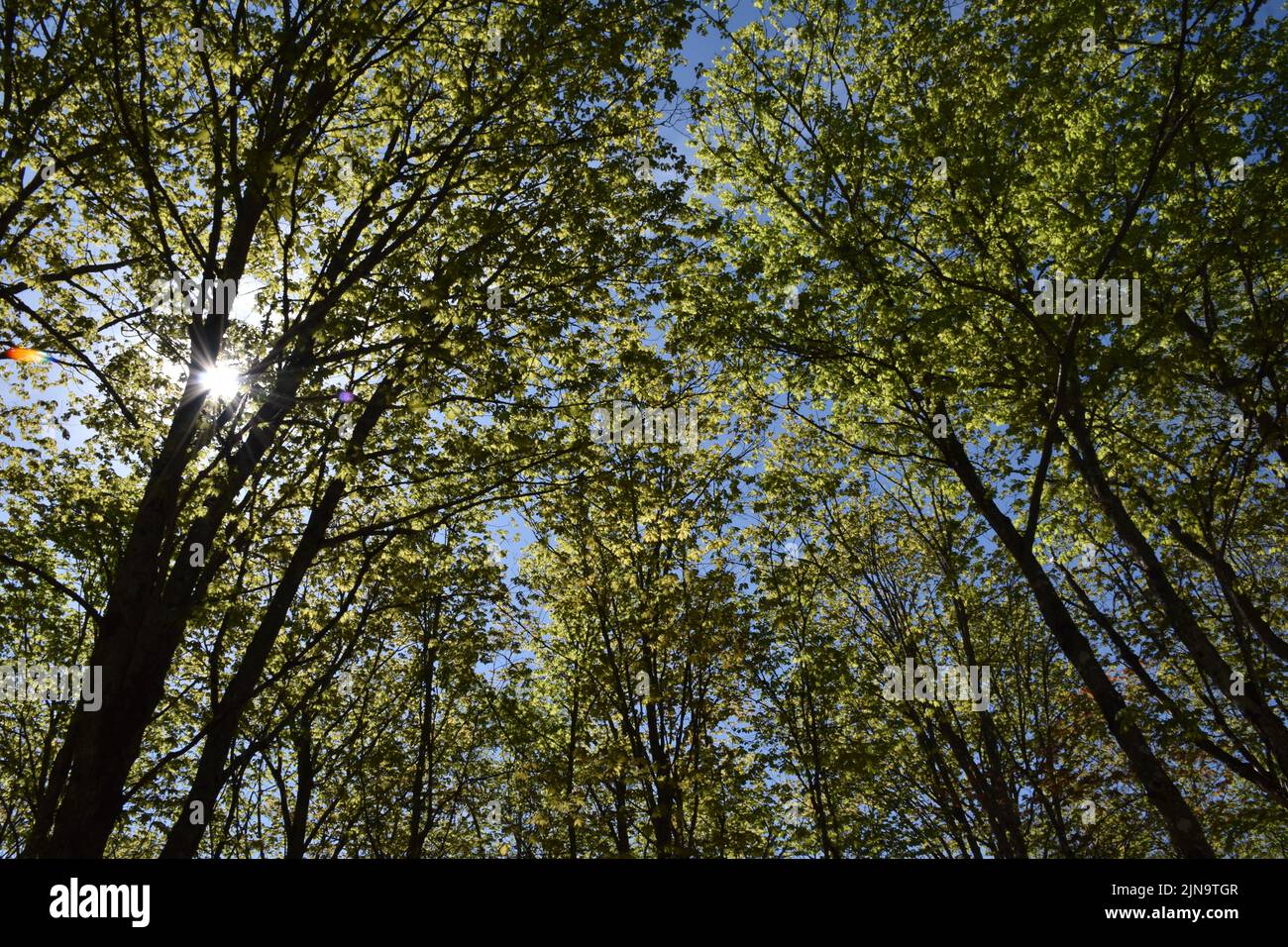 A deciduous forest in summer, Sainte-Apolline, Quebec, Canada Stock ...