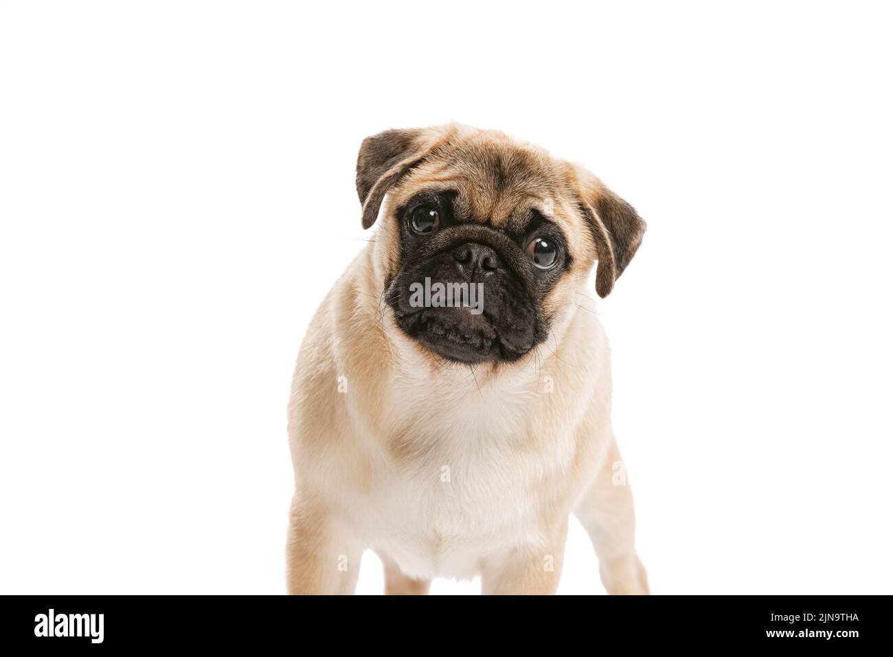 Studio shot of purebred dog, pug, posing isolated over white background ...