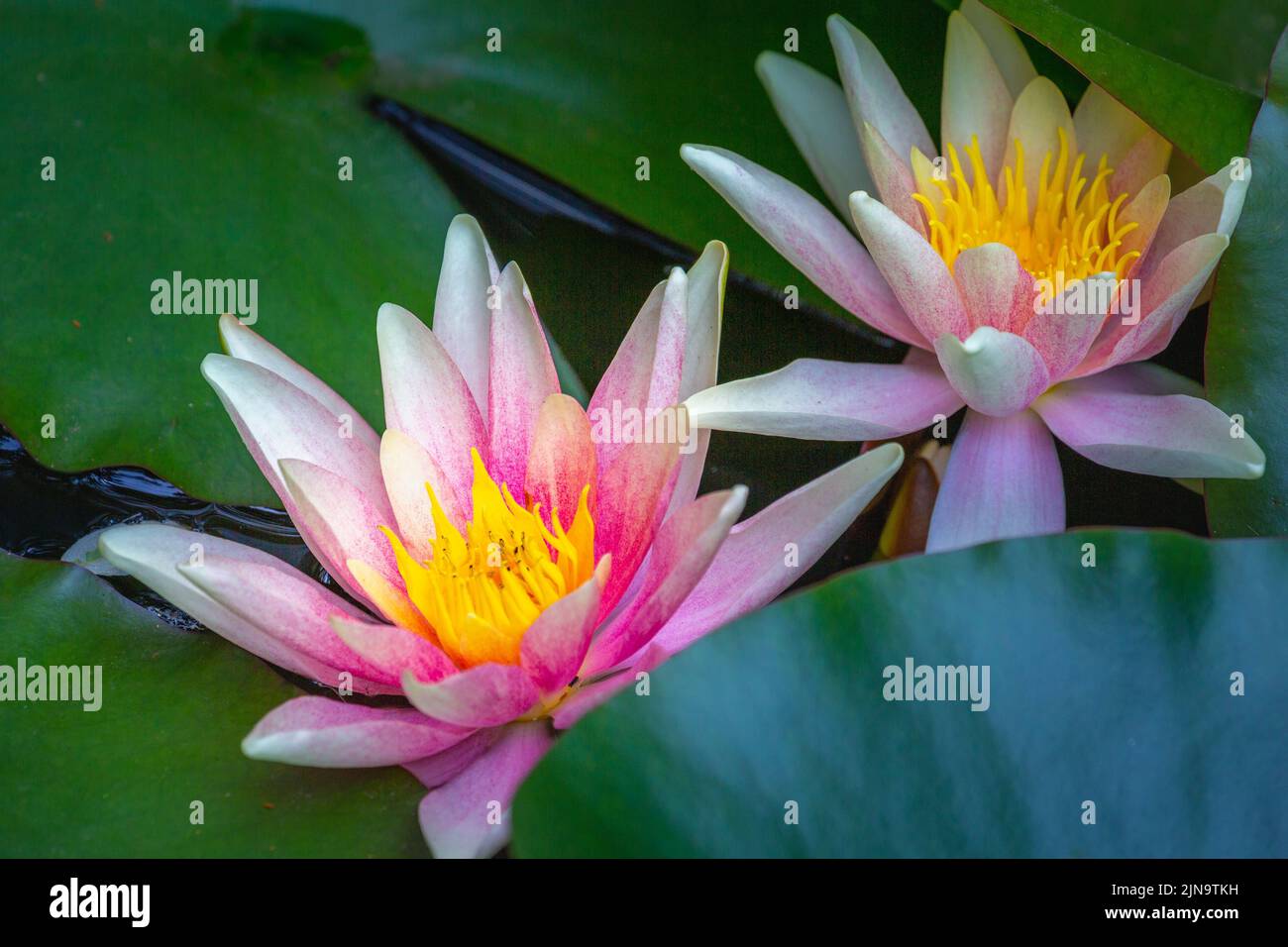 Close-up of Lily water in a bloom and pond garden leaf, Giverny, France ...
